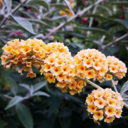 Orange Ball Shrub (Buddleia Globosa) - Plant Bug Nursery